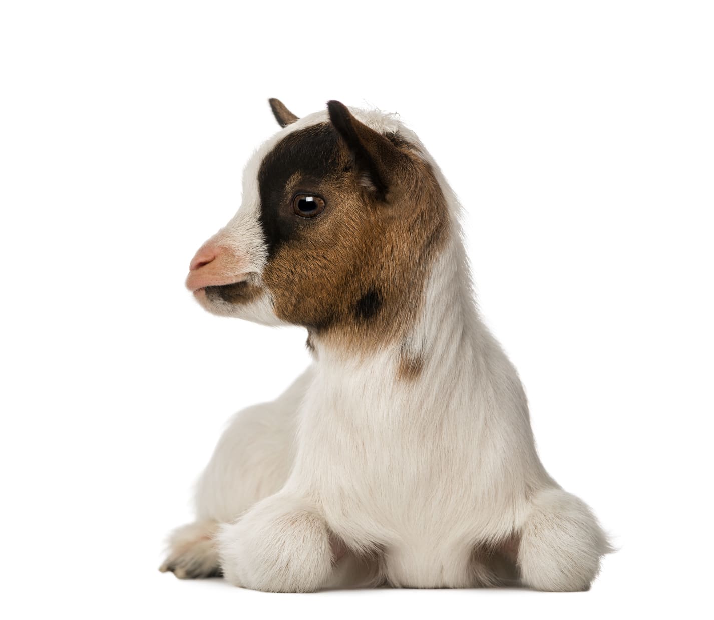 Caprette nane: conosciamole insieme > Animalidifamiglia.it