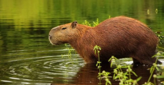 Capibara: il più grande roditore del mondo - Animalidifamiglia.it