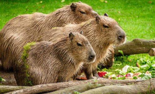 Capibara: il più grande roditore del mondo - Animalidifamiglia.it